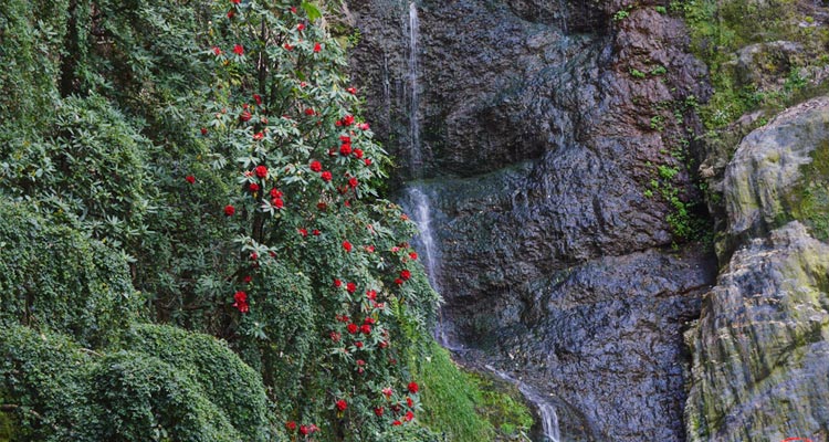 Chadwick Falls Shimla (Timings, Entry Fee, Images, Best time to visit ...