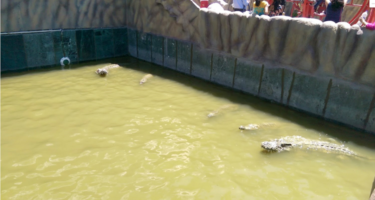 Reserve Forest Sanctuary Shimla (Entry Fee, Timings, Safari, Best time ...