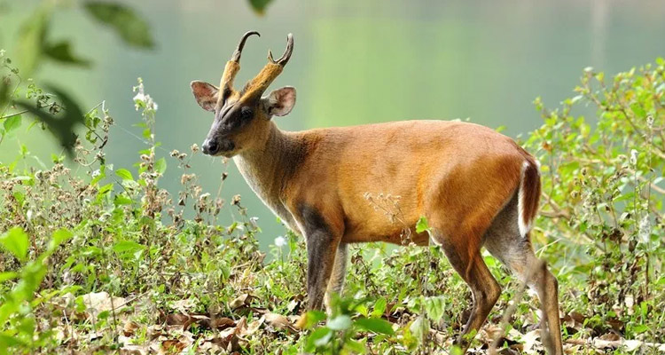 Reserve Forest Sanctuary Shimla (Entry Fee, Timings, Safari, Best time ...