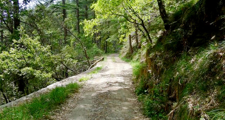 Reserve Forest Sanctuary Shimla (Entry Fee, Timings, Safari, Best time ...